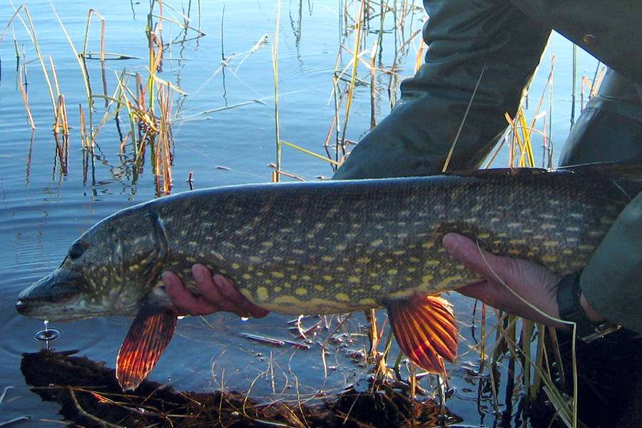 Fremmede fisk i norsk ferskvann | Fiske | UTEMAGASINET.NO